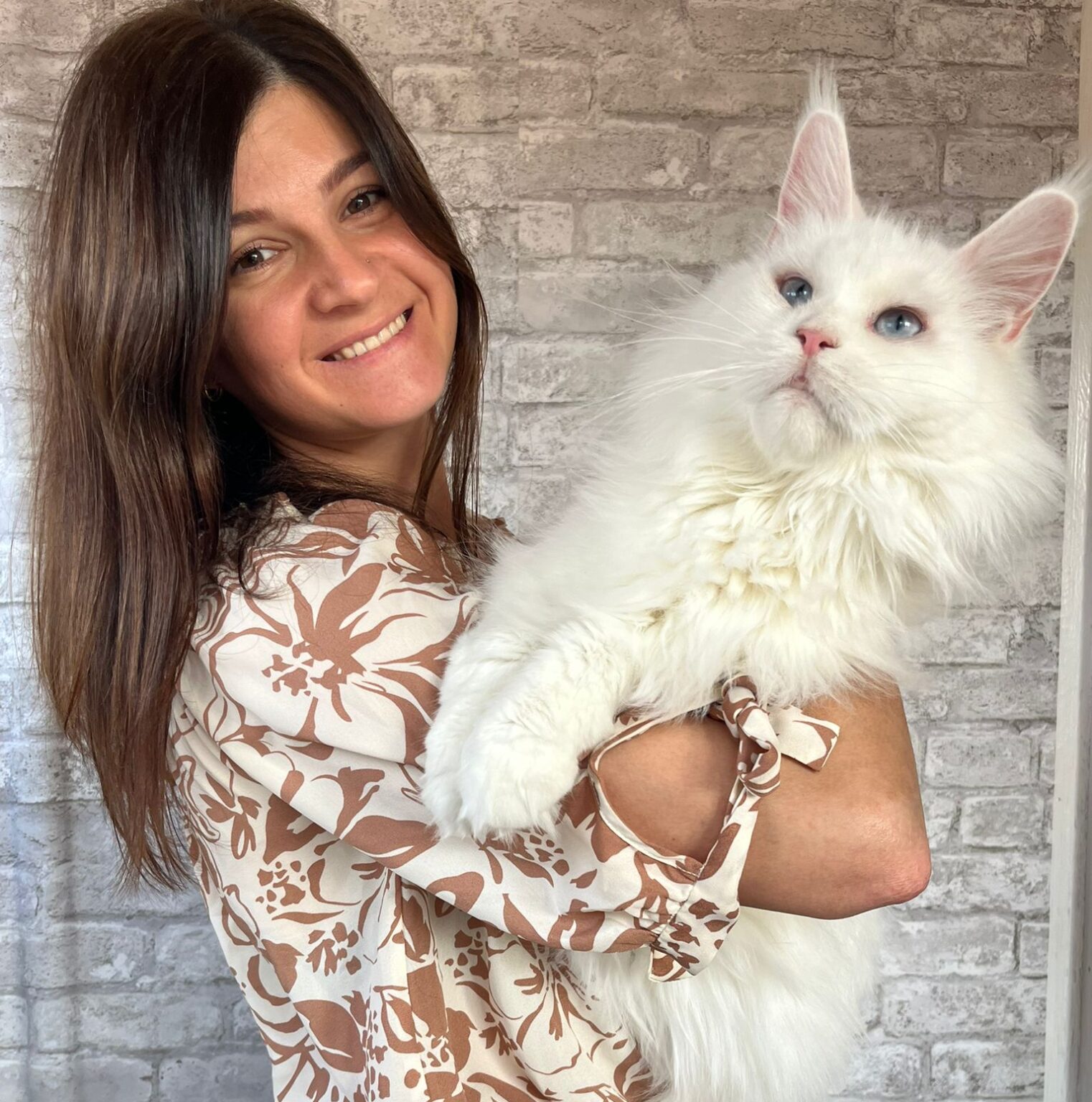 CatDreams US Maine Coon kittens for sale in USA | CatDreamsUS | WCF ...