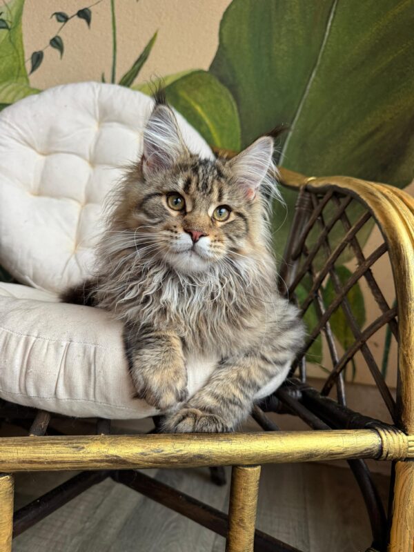 MAX MALE NEUTERED - CatDreams US