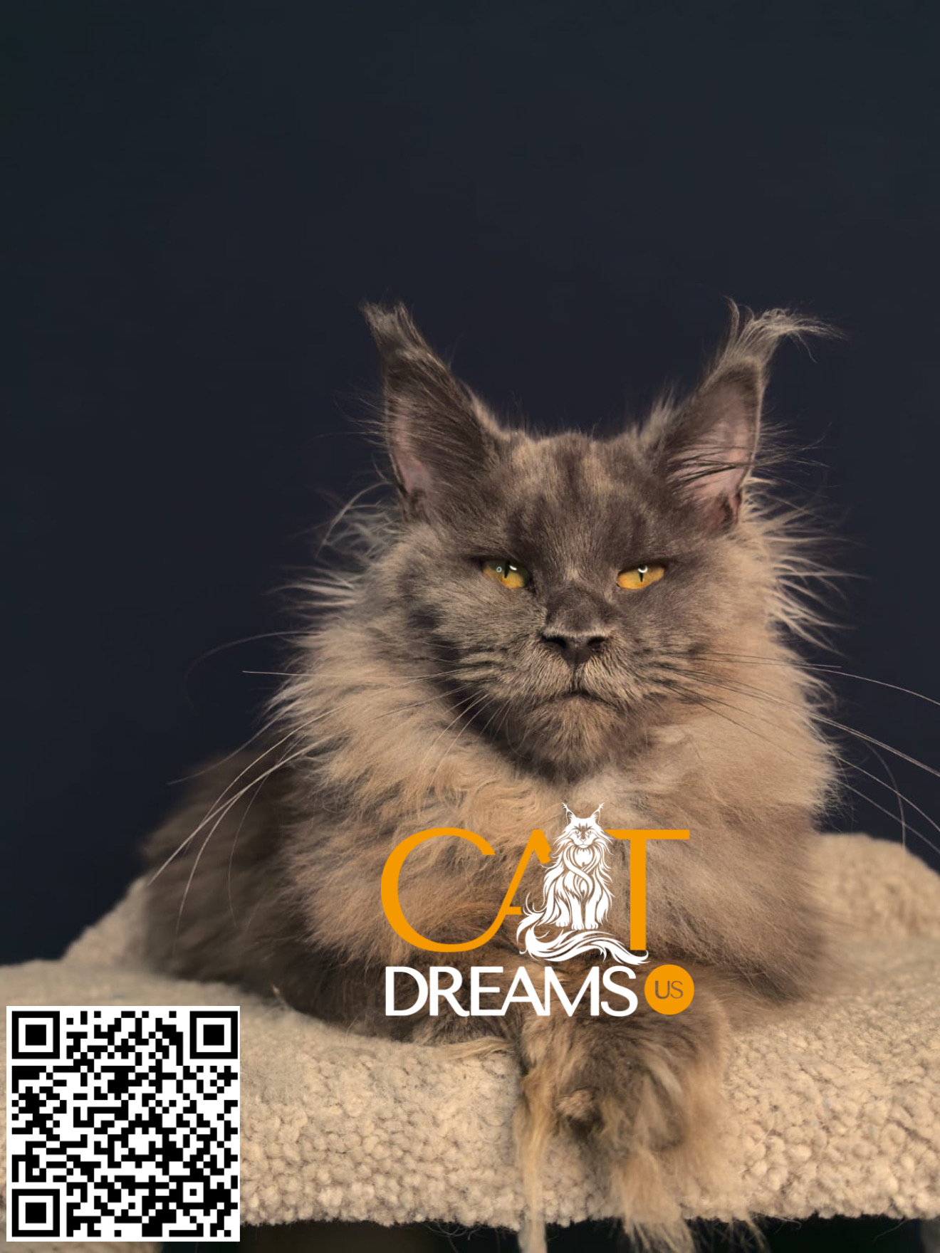 CatDreams US Maine Coon kittens for sale in USA | CatDreamsUS | WCF ...
